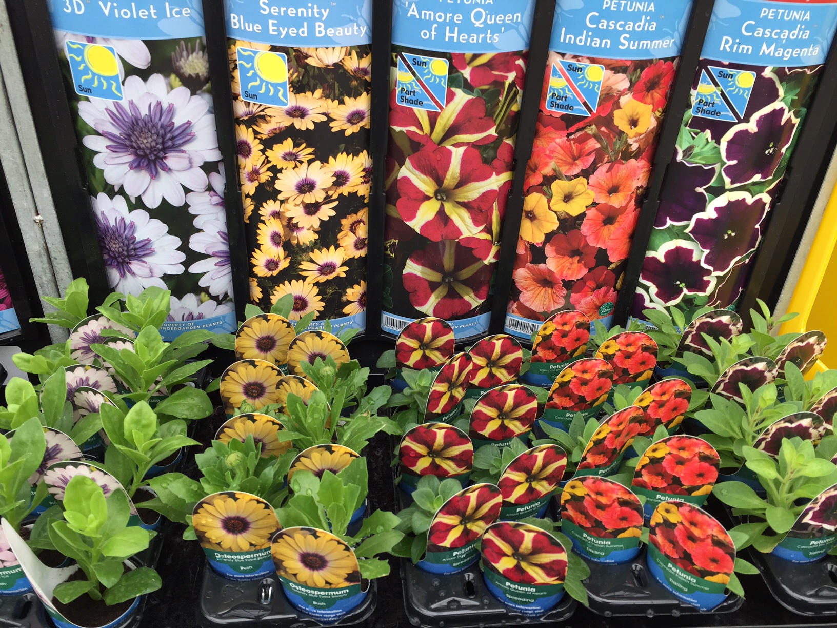 KinderGarden Plants the easy way to Summer colour. | Nareys