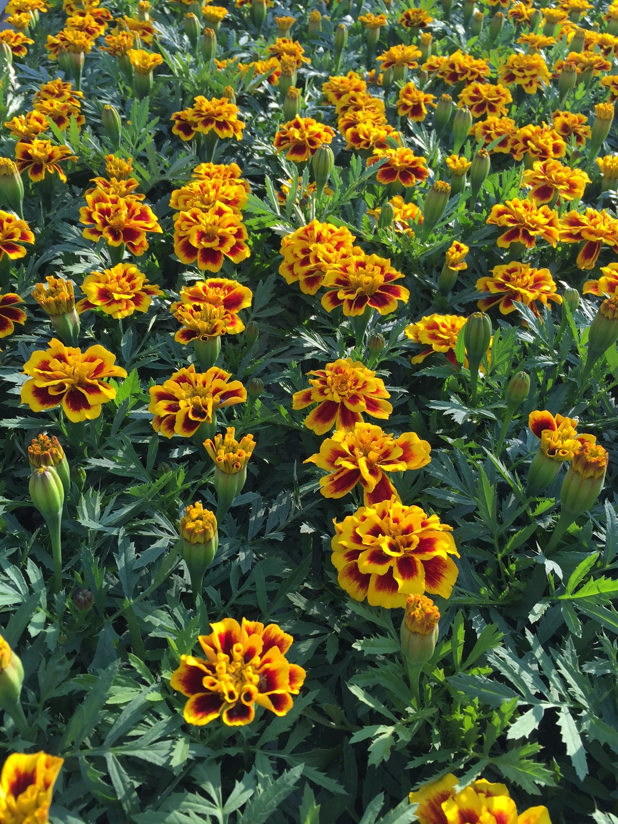 Marigold Safari Yellow Fire | Nareys