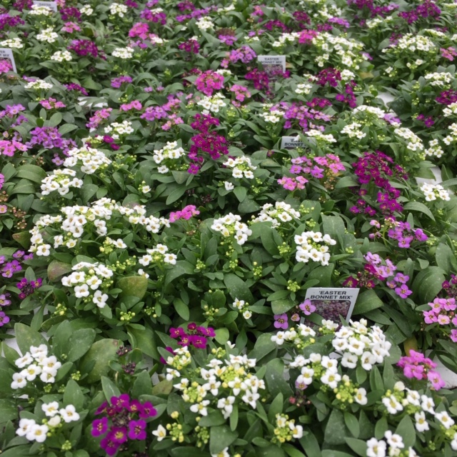 Alyssum Bright Mix | Nareys