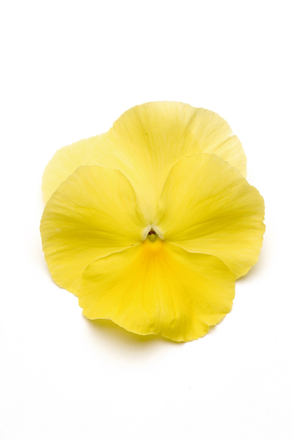 Pansy Matrix Lemon | Nareys