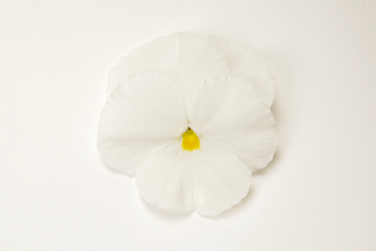 Pansy Matrix White | Nareys