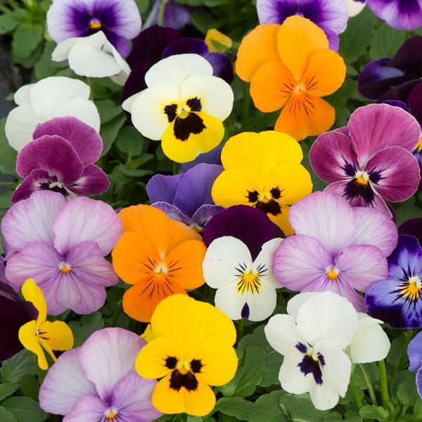 Viola Sorbet Autumn Mix | Nareys